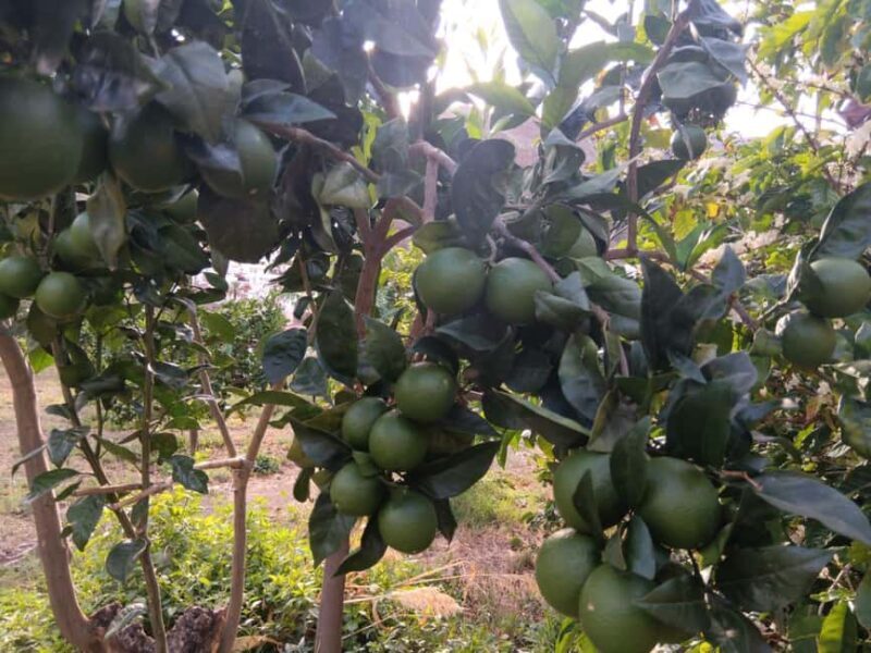 Finca Los Castaños: Agaete Valley Coffee Tour & Tasting - Practical Tips for Visitors