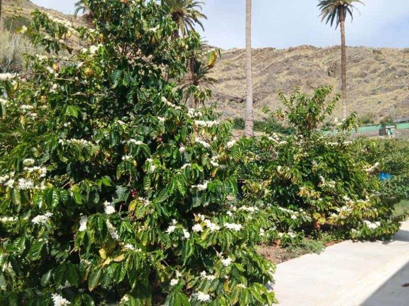 Finca Los Castaños: Agaete Valley Coffee Tour & Tasting - Who Should Consider This Tour?