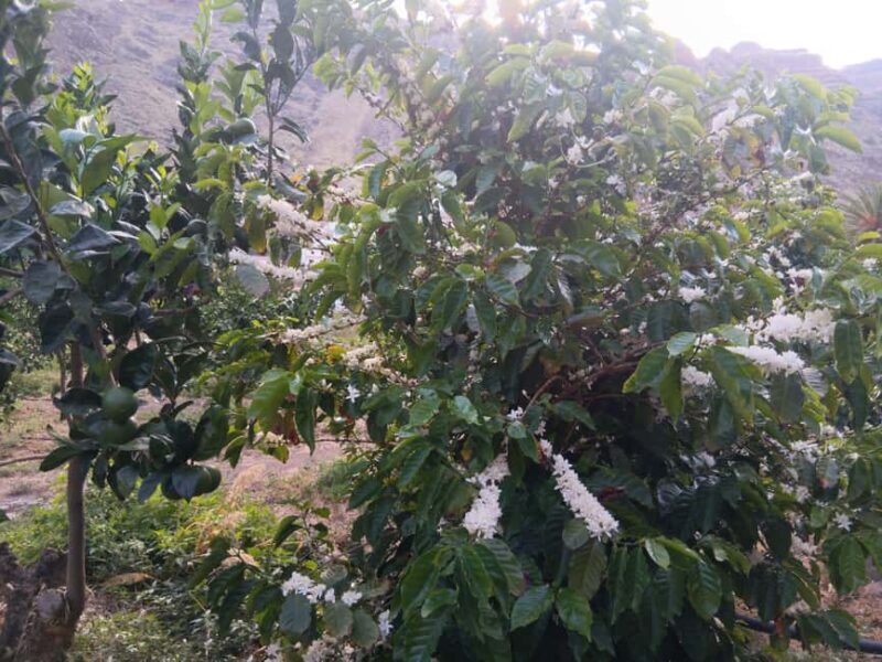 Finca Los Castaños: Agaete Valley Coffee Tour & Tasting - Final Thoughts