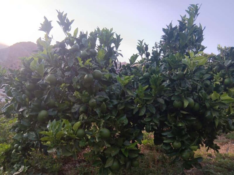 Finca Los Castaños: Agaete Valley Coffee Tour & Tasting - FAQ