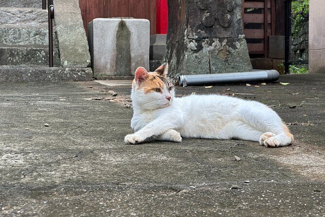Finding Local Cats and Hidden Alleys of Nagasaki Walking Tour - Introduction