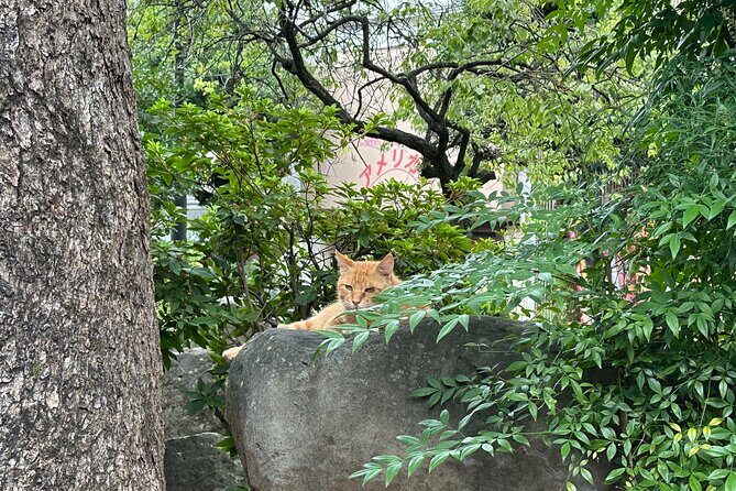 Finding Local Cats and Hidden Alleys of Nagasaki Walking Tour - Key Points