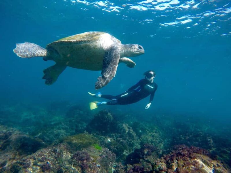 Fingal Head: Cook Island Sea Turtle Snorkel & Boat Transfers - The Essentials of the Tour