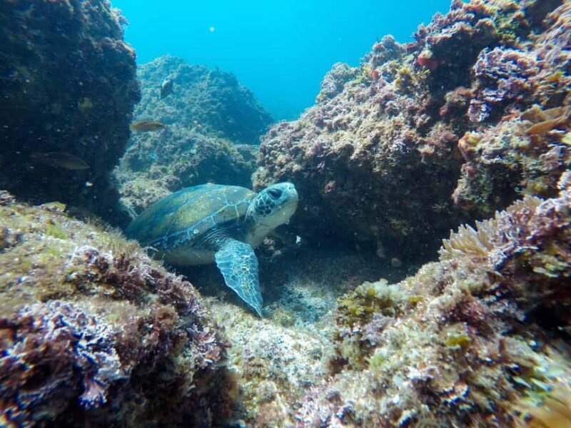 Fingal Head: Cook Island Sea Turtle Snorkel & Boat Transfers - Authentic Encounters and Authenticity