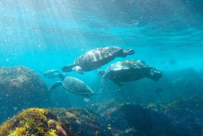 Fingal Head: Cook Island Sea Turtle Snorkel & Boat Transfers - FAQ