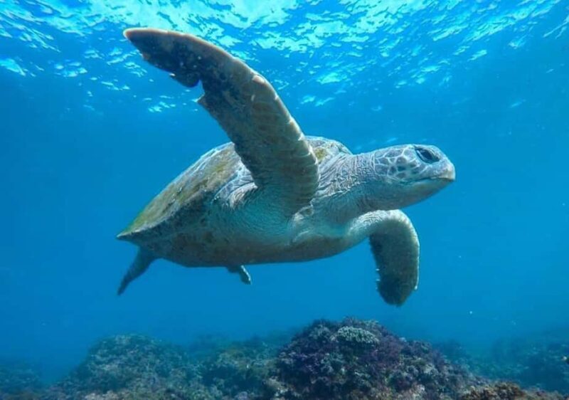 Fingal Head: Cook Island Sea Turtle Snorkel & Boat Transfers - Final Thoughts