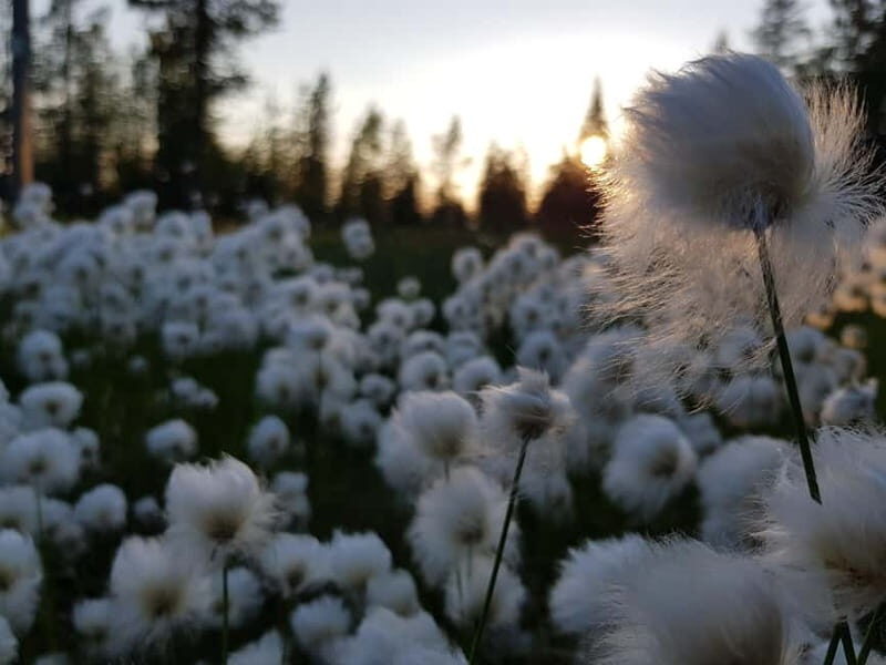 Finnish Lapland: Midnight Sun Hike in Riisitunturi np - Practical Details and Logistics