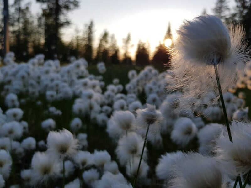 Finnish Lapland: Midnight Sun Hike in Riisitunturi np - FAQ