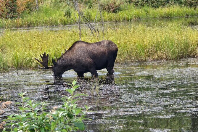 Fire & Ice: Chena Hot Springs, Ice Museum + Aurora Adventure - Who Should Consider This Tour?