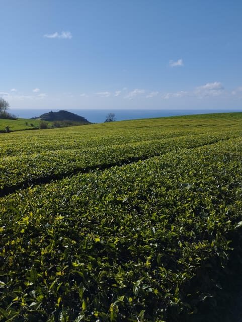Fire Lake, Pineapple & Tea: Half-Day Jeep Tour - Key Points
