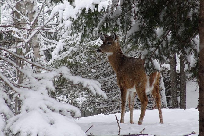 Fire Man Guided Snowshoe Tour - What Our Reviewers Say