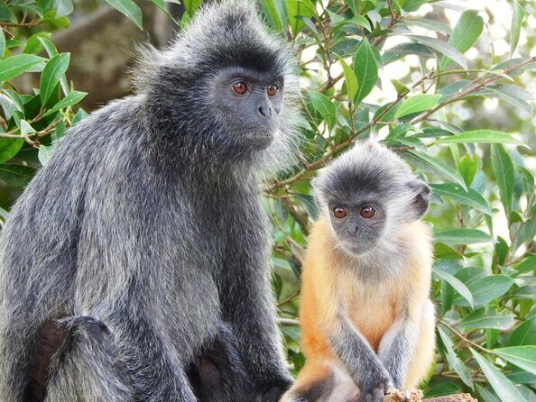 Fireflies and Hots Spring Nature Tour by KLASH - Introduction