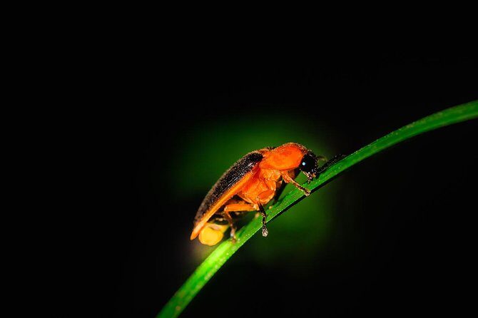 Fireflies and Hots Spring Nature Tour by KLASH - Authenticity and Cultural Insights