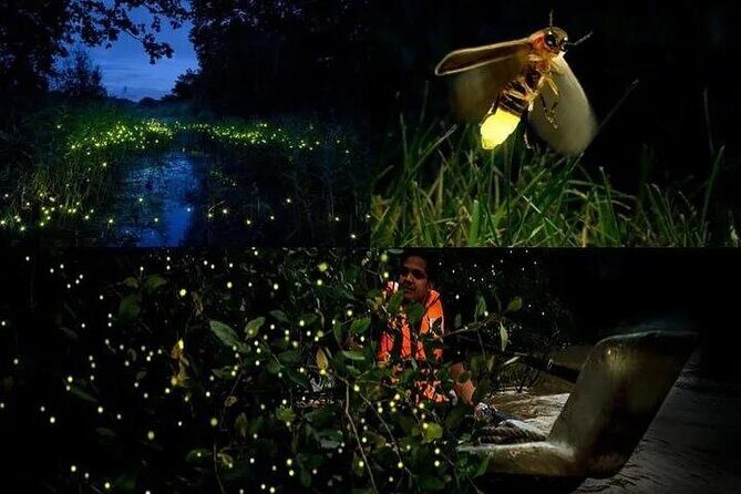 Fireflies & Silver leaf monkey Gazing tour - Key Points