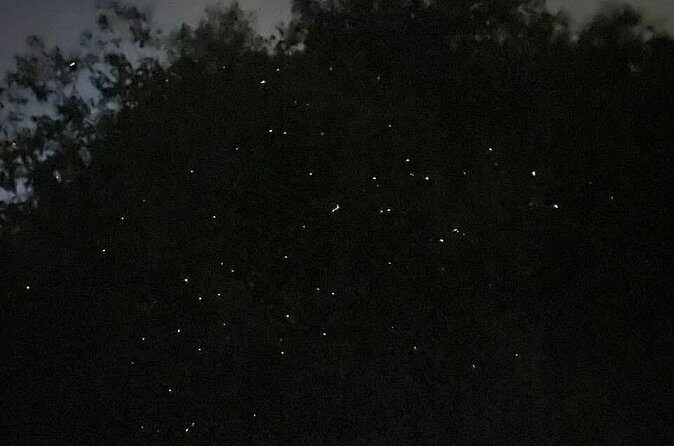 Fireflies & Silver leaf monkey Gazing tour - Final Thoughts