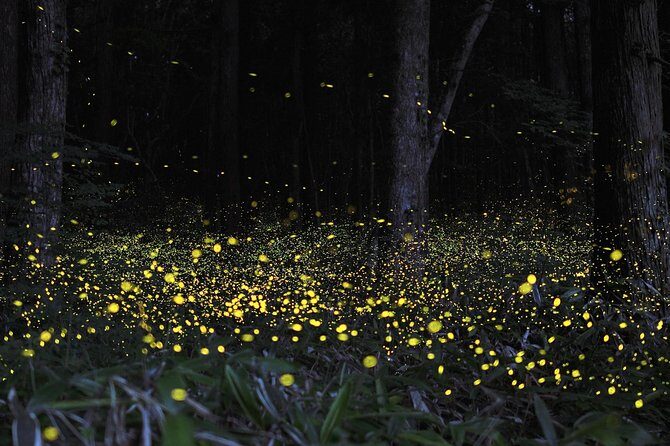 Fireflies Tour and Batu Cave Visit with Boat Ride and Seafood Dinner - Key Points