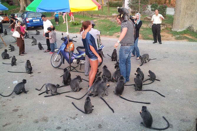 Fireflies Tour Include Seafood Dinner - Who is This Tour Best For?