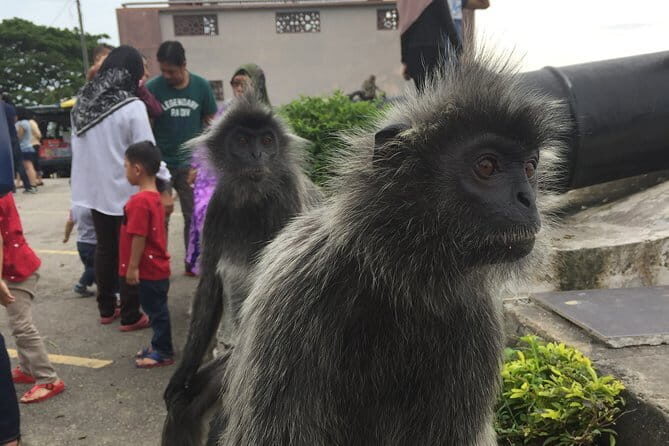 Fireflies Tour (Private Tour) - A Closer Look at the Itinerary