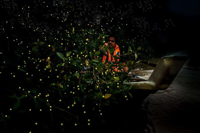 Firefly, Eagle Feeding, and Blue Tears Kuala Selangor Tour - An In-Depth Look at the Tour Experience