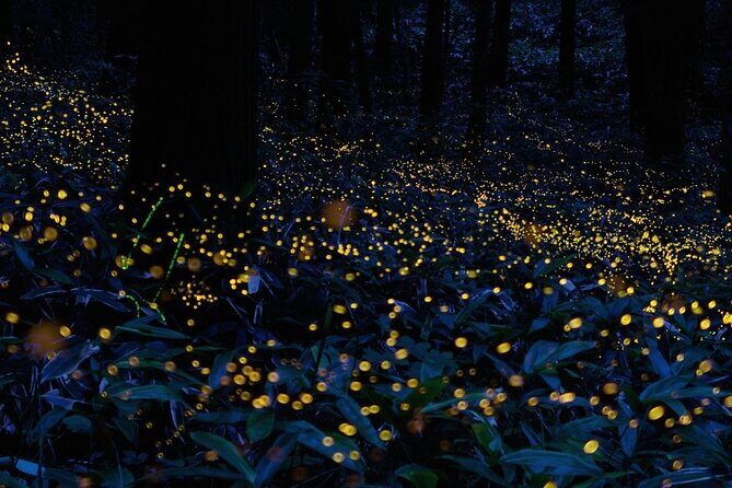 Firefly Sanctuary Tour in Puebla - Key Points
