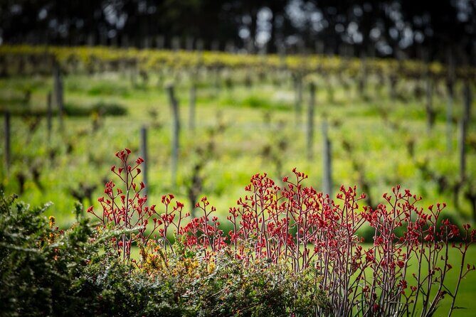 First Class Lunch and Margaret River Wine Tour - Key Points