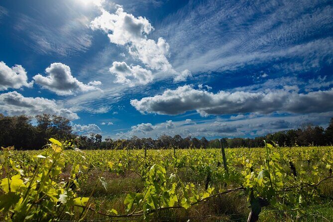 First Class Lunch and Margaret River Wine Tour - Who Should Book This Tour?