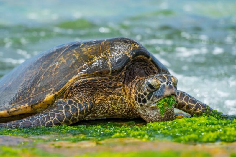 First Day Must 10-Hour Sunrise & Full Island Photo Tour - Is It Worth the Cost?