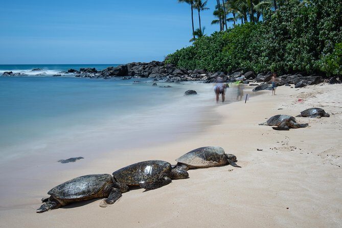 First Day Must: Oahu Sunrise & Circle Island Adventure - Authentic Experiences & Local Flavor
