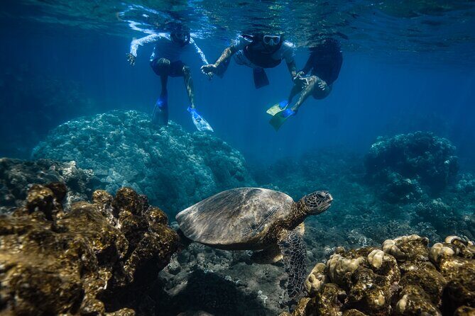 First Timers and Non-Swimmers Snorkeling Experience in Wailea - Authentic experiences and safety