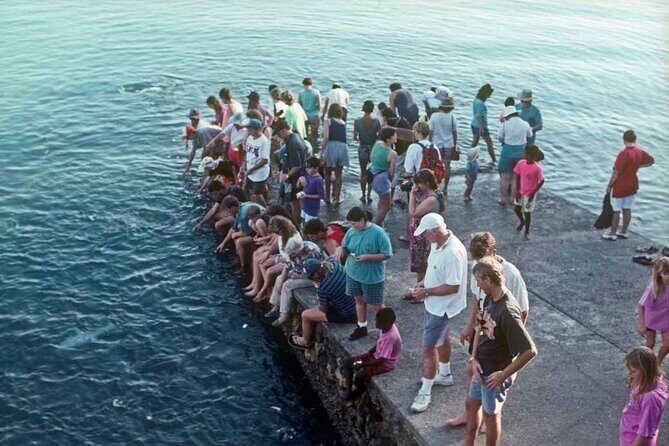 Fish Feeding Activity in Darwin - Authenticity and Depth: Why This Experience Matters