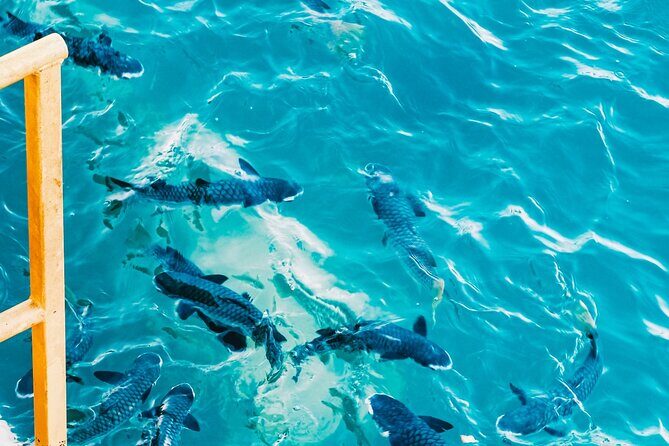 Fish Feeding Activity in Darwin - Value and Practical Considerations