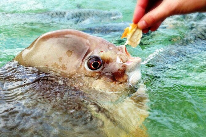 Fish Feeding Activity in Darwin - Final Thoughts: Is It Worth It?