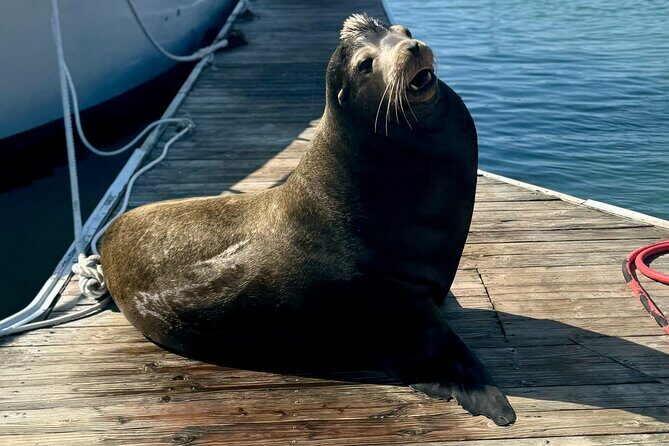 Fishermans Wharf & Pier 39 Food Tour - Includes Full Meal, 3 hrs - Pier 39 & The Sea Lions: A Playful Encounter