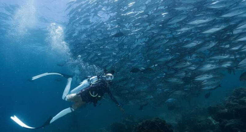 Fisheye Divers: Advanced Open Water Course - The Dive Sites & Marine Environment