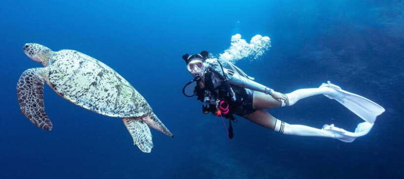 Fisheye Divers: Discover Scuba Diving - Fisheye Divers: Discover Scuba Diving in Visayas, Philippines
