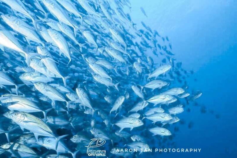 Fisheye Divers: Discover Scuba Diving - Final Thoughts