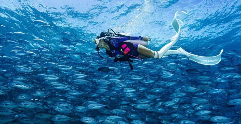 Fisheye Divers: PADI Open Water Course - Why Consider the Fisheye Divers PADI Open Water Course?