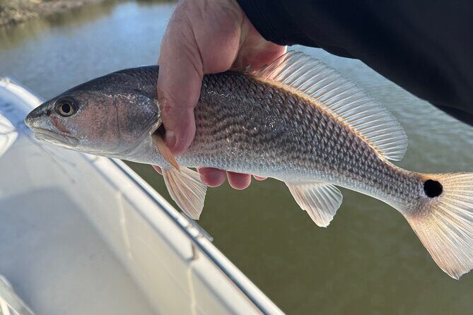 Fishing Charters in Mount Pleasant - Key Points