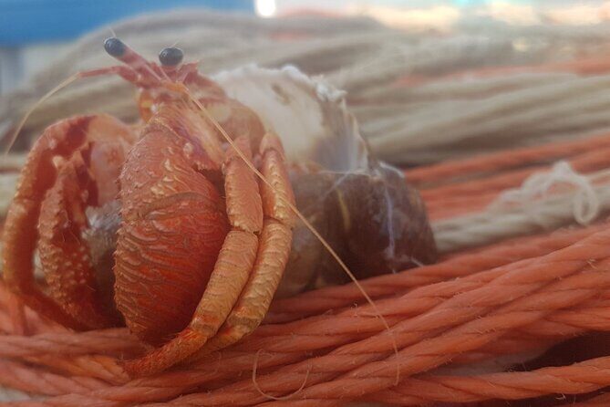 Fishing excursion in the Gulf of Noto for beginners - Starting Point and Meeting Details