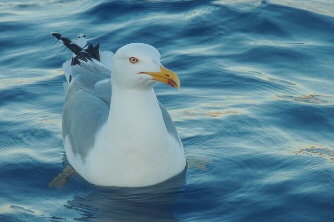 Fishing excursion in the Gulf of Noto for beginners - Possible Downsides