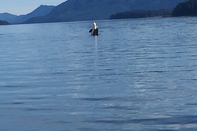 Fishing Whale Watching Hoonah Alaska - An Honest Look at the Experience