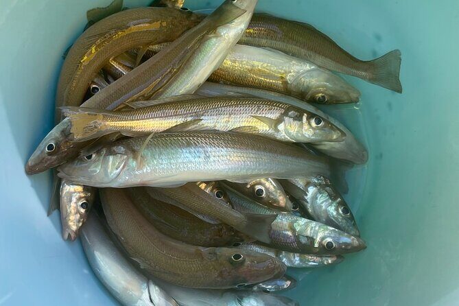 Fishing with Mt. Fuji Views and Japanese Home Cooking Experience - The Sum Up: A Genuine Slice of Japan’s Coastal Life