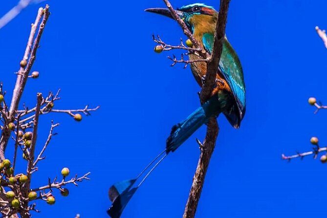 Five Cenotes Jungle Experience in the Riviera Maya - Who Should Consider This Tour?