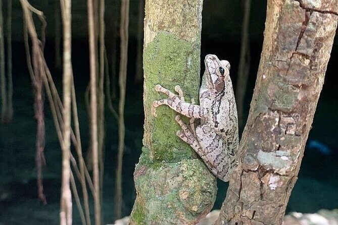 Five Cenotes Jungle Experience in the Riviera Maya - Frequently Asked Questions