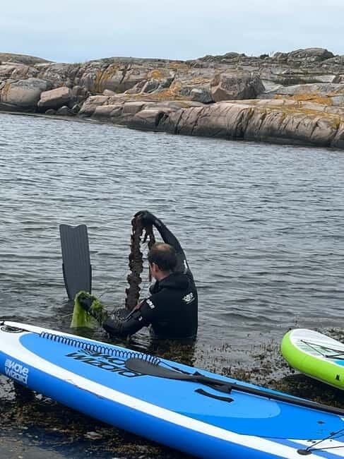 Fjällbacka: Seaweed Picking and SUP Paddling Tour - Pricing and Value