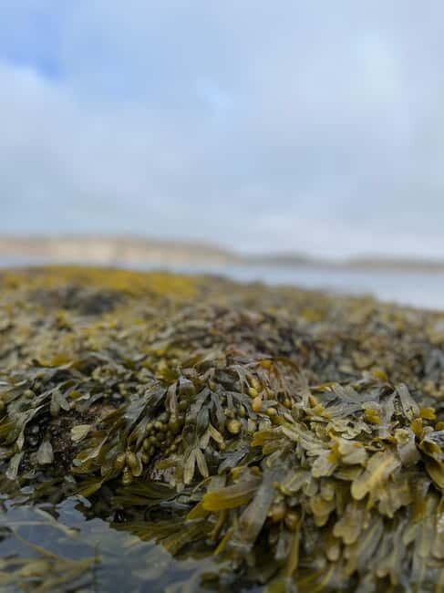 Fjällbacka: Seaweed Picking and SUP Paddling Tour - FAQs
