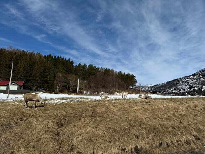 Fjord Foto Tour to Sommaroy (Roadtrip) - Authentic Experiences and Genuine Connection