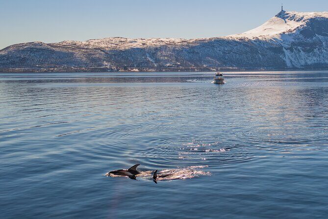 Fjord Safari in the Altafjord - An In-Depth Look at the Fjord Safari Experience