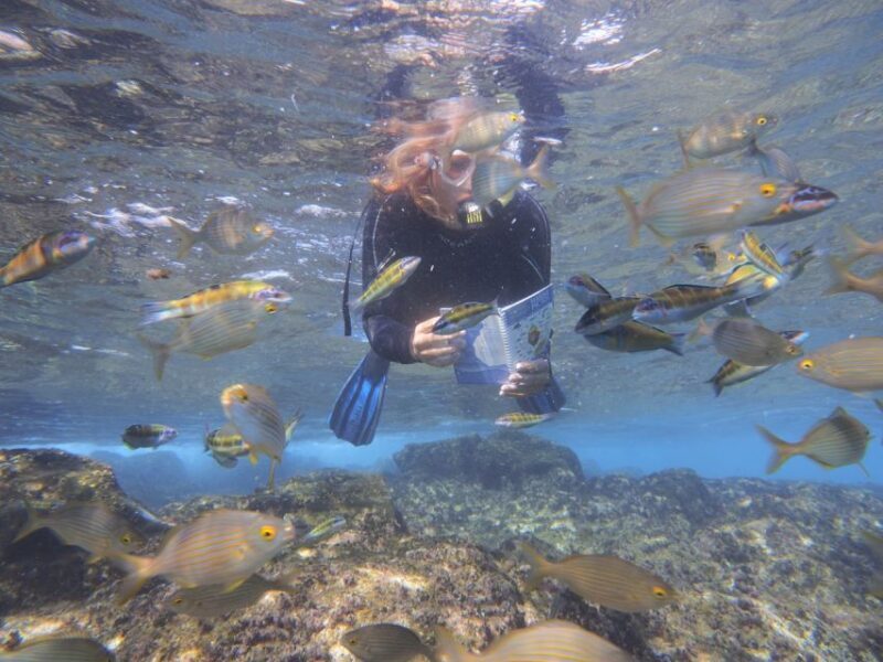 Flamingo Beach: Guided SUP and Snorkeling experience - Flamingo Beach: Guided SUP and Snorkeling Experience