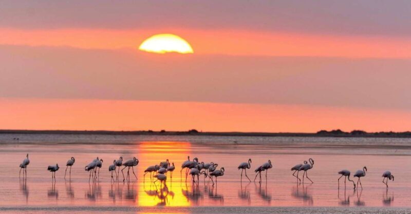 Flamingo-Birdwatching in the Ebro Delta at Sunset - In-Depth Review of the Flamingo-Birdwatching Tour